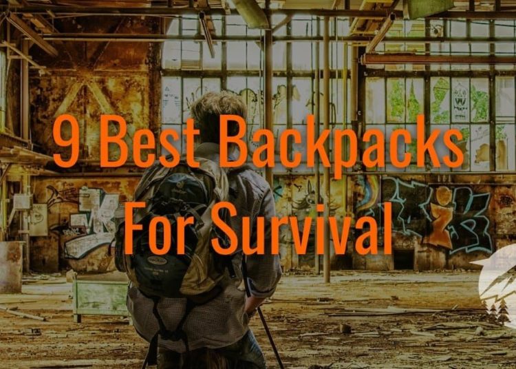 Home 4 - Survivor Daily